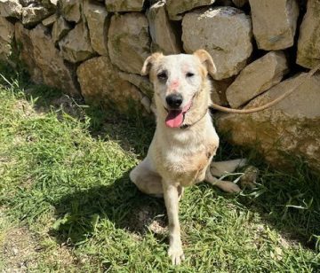 Dog Gallery – BETA Lebanon