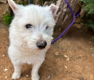 Dog Gallery – BETA Lebanon