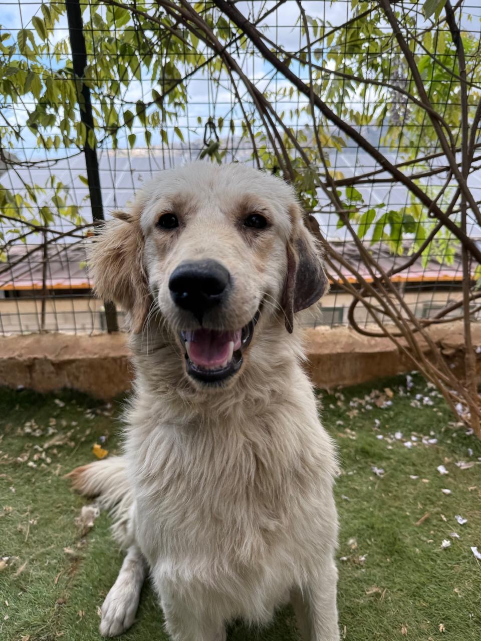 ELM – BETA Lebanon