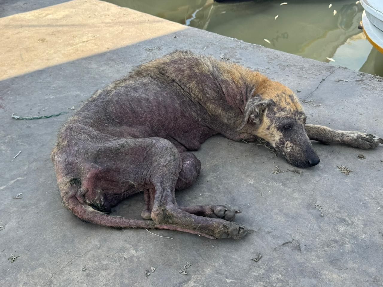 NEMY – BETA Lebanon